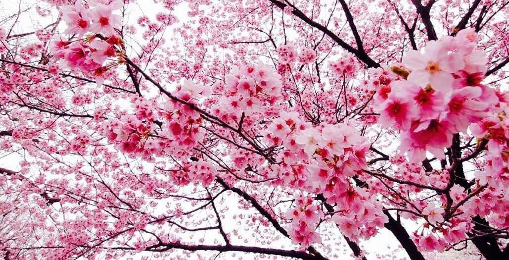 陽光桜植樹プロジェクト- World Sakura Network-